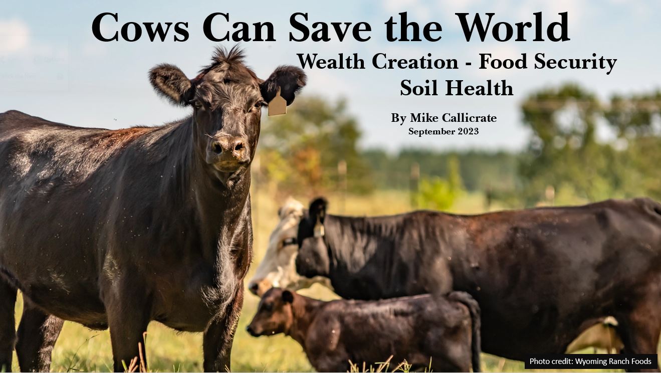 Cows Can Save the World - News.MikeCallicrate.com | A NoBull News Service